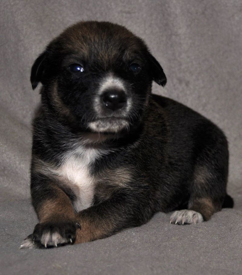 kennel Chanco - urhundskenneln Canaan Dog(Kanaan hund)